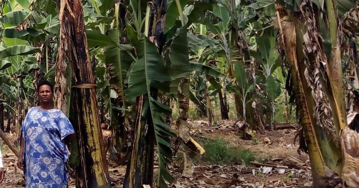 Angellah from Uganda's loan has been funded! | Kiva